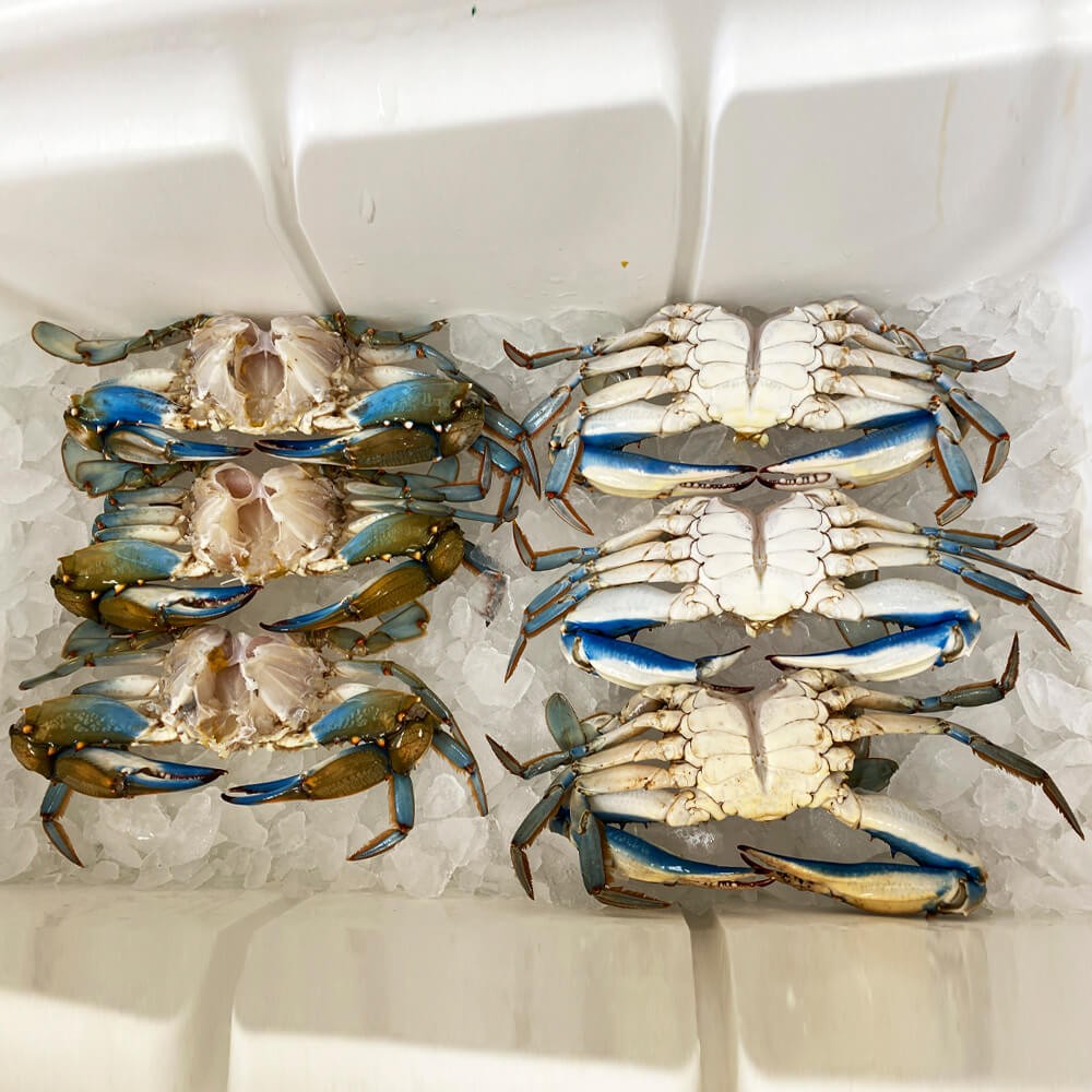 Paqute de 6 Jaibas azules limpias | The Shrimp Net Fish Fresh Seafood ...