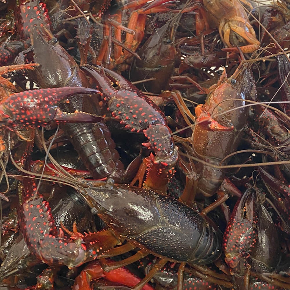 Aprende mas sobre los crawfish vivos | The Shrimp Net Fish Fresh ...