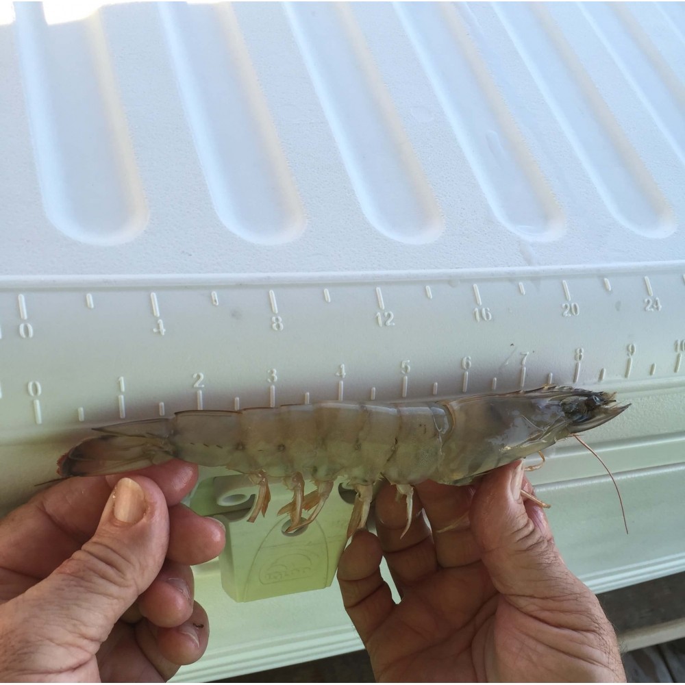 Camaron fresco jumbo U-12 del golfo | The Shrimp Net Fish Fresh Seafood ...
