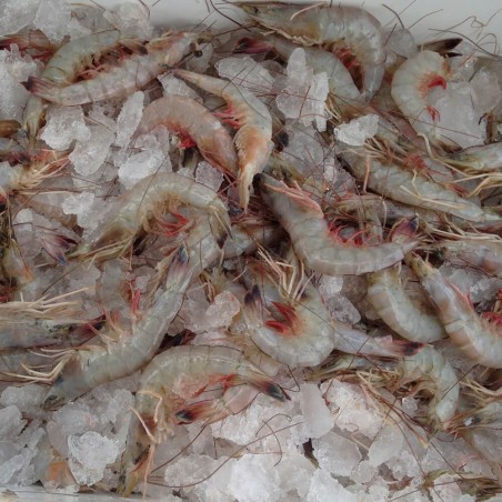 Medium size wild caught Gulf shrimp | The Shrimp Net Fish Fresh Seafood ...