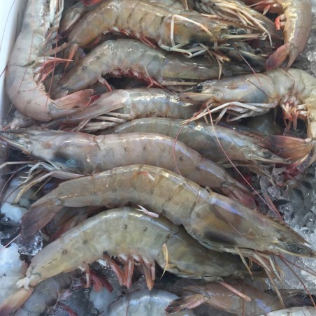 Camaron fresco jumbo U-12 del golfo | The Shrimp Net Fish Fresh Seafood ...
