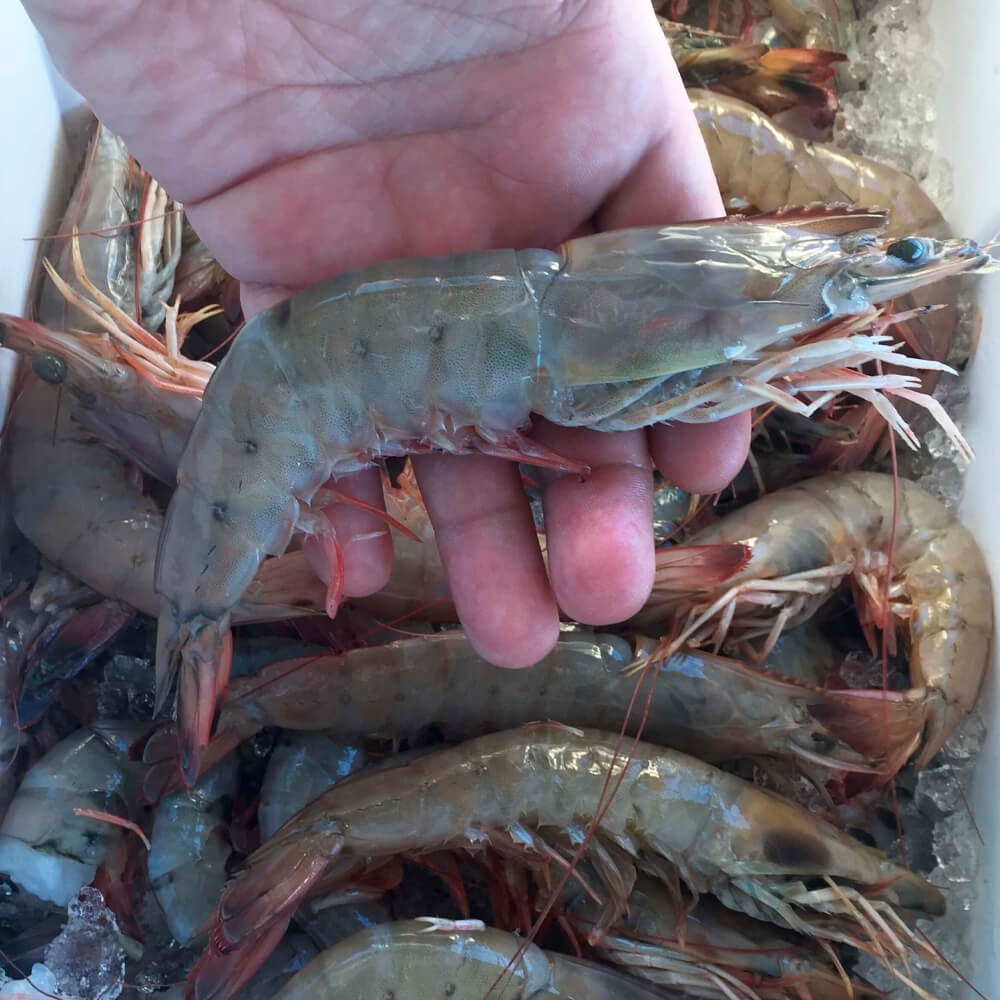 Camaron fresco jumbo U-12 del golfo | The Shrimp Net Fish Fresh Seafood ...