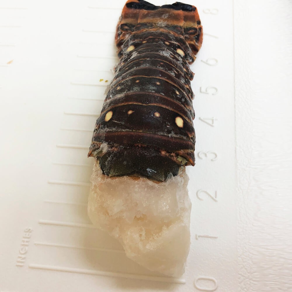 Lobster Tail Extra Large 12-13 Oz. Frozen | The Shrimp Net Fish Fresh ...